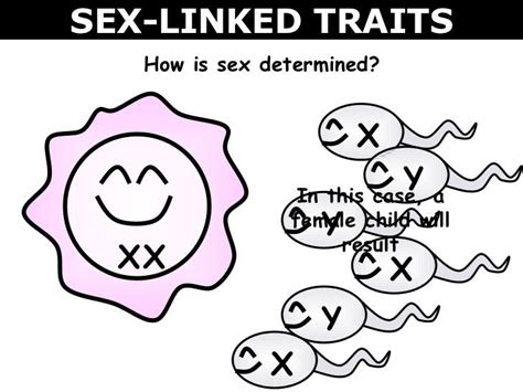 05 Sex Linked Inheritance