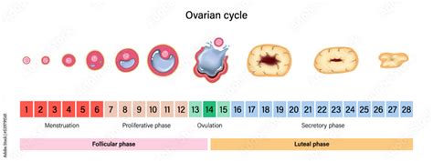 Ovarian Cycle Menstrual Cycle Menstrual Proliferative Ovulation And Secretory Phases
