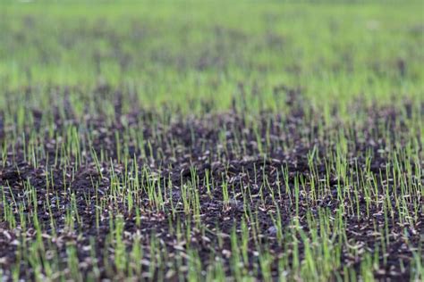 What Is Hydroseeding And Is It Right For My Yard Bob Vila