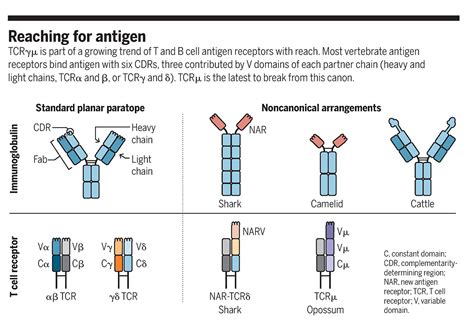 T Cell Receptor