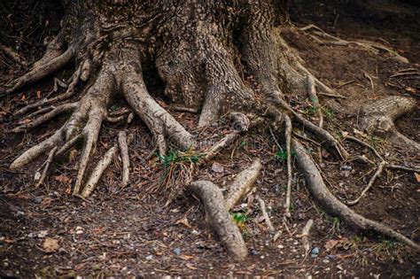 Large And Long Tree Roots Forest Or Park Stock Photo Image Of Growth Element