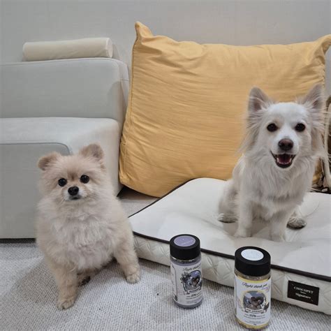 카롱 👑 인절미맛 킹카롱 제품제공 라잇띵크펫서포터즈 칭구랑 나눠먹는 마싯는 산동트🎵🎵 사이 좋게 먹을 수 있는 몸에도