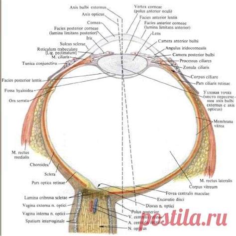Глазное яблоко это Глазное яблоко Bulbus Oculi имеет неправиль­ную шар ЗРЕНИЕ😌магия