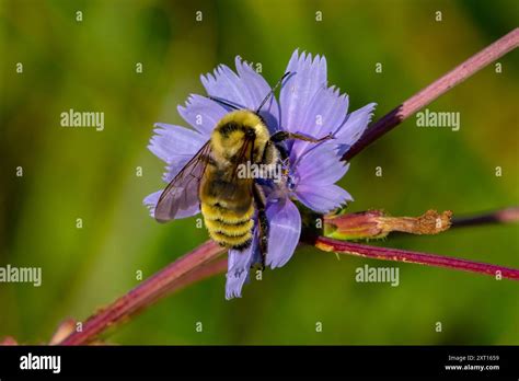 Yellow Bumblebee Bombus Fervidus On Chicory In Idaho Macro Stock