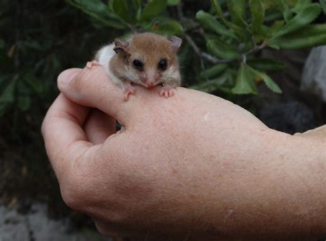 Rust Control For Landscape South Australia Hills And Fleurieu