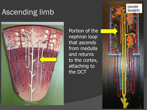 Ppt Urinary System Powerpoint Presentation Free Download Id 4014901