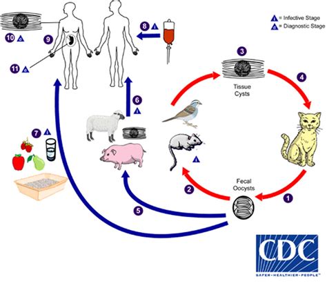 Imagelife Cycle Of Toxoplasma Gondii Msd Manual Consumer Version