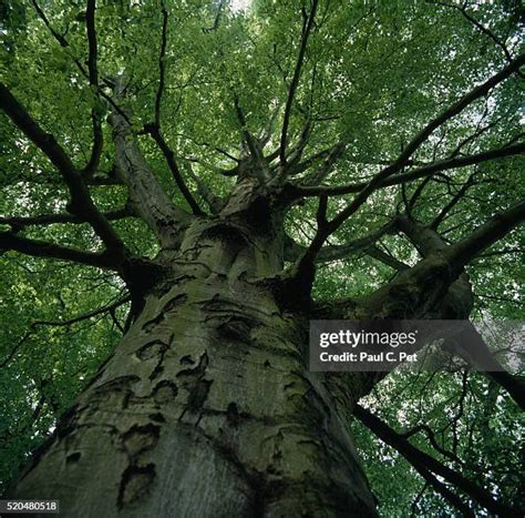 Paul Beech Photos And Premium High Res Pictures Getty Images