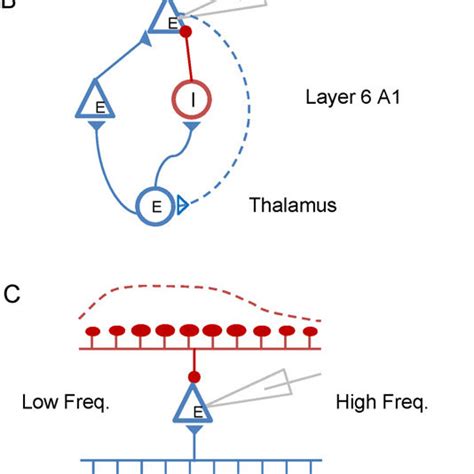 Diverse Cortical Functional Circuits Download Scientific Diagram