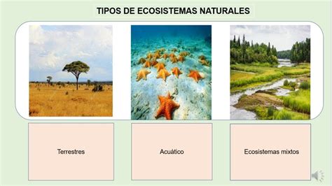 Tipos De Ecosistemas Acuaticos