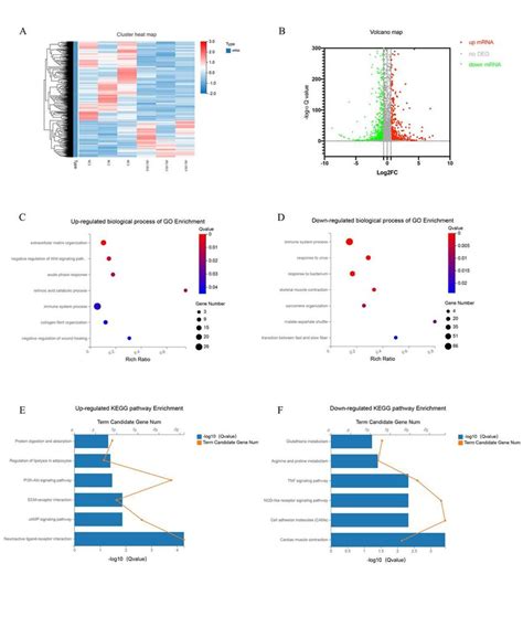 Rna Sequencing Profile And Functional Enrichment Analysis Of Degs