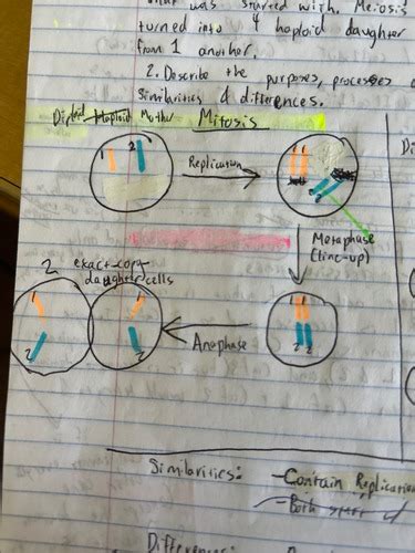 Genetics Midterm 1 Flashcards Quizlet