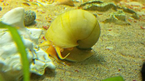 Yellow Apple Snails