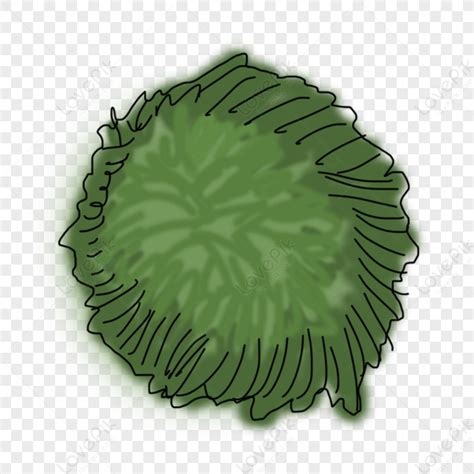 Hand Drawn Tree Top Overlooking Plant Stick Plant Trees Trees Png Picture And Clipart Image For