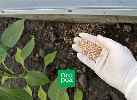 Что такое диатомит и как его использовать на огороде | Дела огородные ...