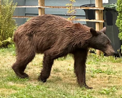 North Shore News Emaciated Bear On North Shore Put Down