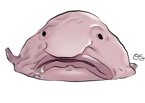 Blobfish By Lonelyjelly On Deviantart