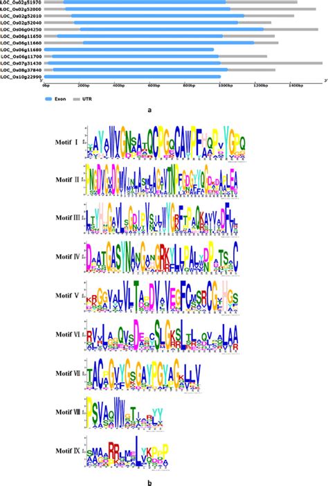 exon intron structure a sequence alignment and nine conserved