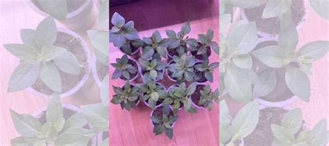 Петуния черенки укорененные купить в Москве Товары для дома и дачи Авито