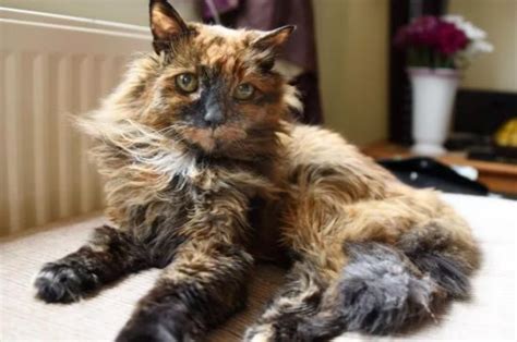 Померла найстаріша кішка світу скільки їй було років фото Читайте на Ukr Net