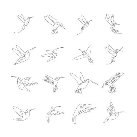 Hummingbird Line Illustration 28084401 Vector Art At Vecteezy
