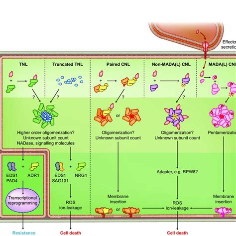 Structures Of Pathogen Effectors Bound To Their Substrates A Crystal