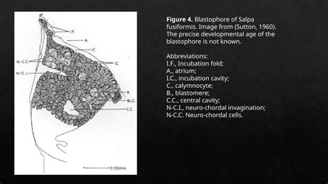Tunicates The Filter Feeding Chordates Shaping Marine Ecosystems Pptx