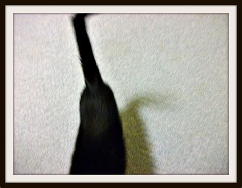 Barking At The Moon Mr Isis The Cat