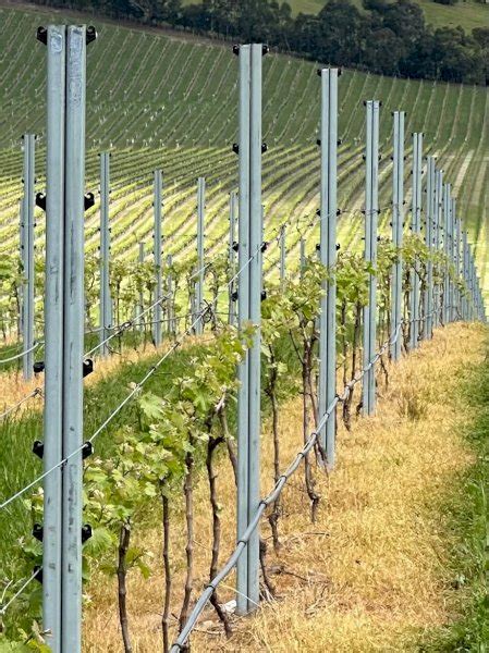Steel Posts Suitable For Vineyard Trellises Or Exclusion Fencing Farm
