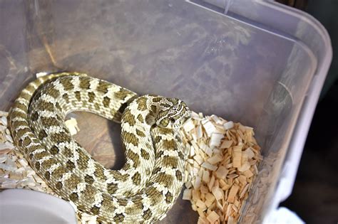 파이썬 비열한 뱀 Pixabay의 무료 사진 Pixabay