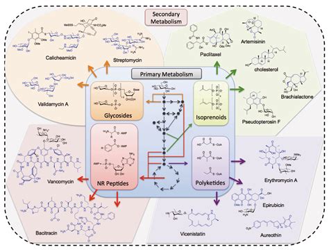 Diversity Of Microbial Metabolism