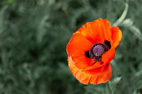 빨간 양귀비 야생화와 정원 꽃의 싹 붉은 양귀비 꽃 양귀비의 필드 엽서에 대한 배경 여름에자연 일몰 태양 빨간 양귀비 야생화의 싹 0명에 대한 스톡 사진 및 기타 이미지