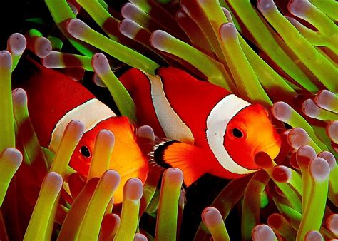 Banco De ImÁgenes Gratis Peces Payaso Entre Los Arrecifes De Colores