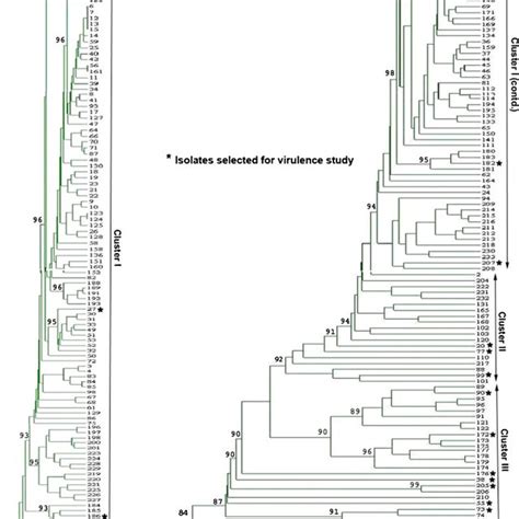 dendrogram constructed using the unweighted pair group method with