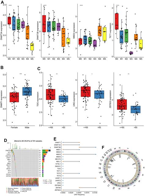 M5c Methylation Modification Guides The Prognostic Value And Immune Landscapes In Acute Myeloid