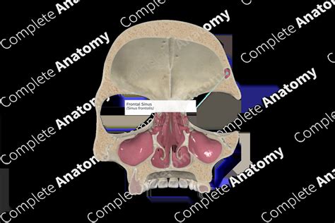 Sinus Definition Anatomy Frontal Sinus Anatomy Britannica