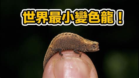 也是世界最小爬蟲 一不小心就踩扁 生活在什麼地方 到底如何發現 還找到最稀有的黃金豬鼻蛇 YouTube