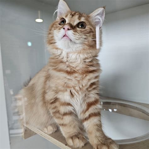 노르웨이숲 심바 고양이책임분양♥ 강아지•고양이입양 강아지보호소 고양이보호소 무료분양 아이조아보호소