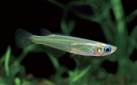 Oryzias Latipes