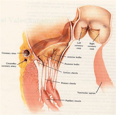 Diagrama De Valvula Cardiaca Enfermedad De La Válvula Aórtica