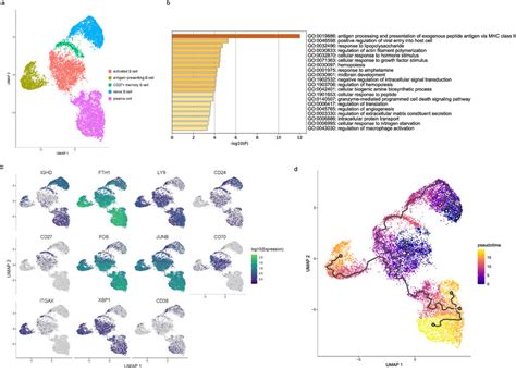 Reclustering And Analysis Of The B Cells Of Sle Patients A A Umap