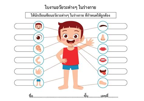 ใบงานอวัยวะต่างๆในร่างกาย ห้องสื่อการสอนครูบาส