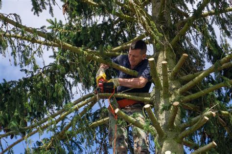 What To Do When A Tree Is Blocking Your Sunlight