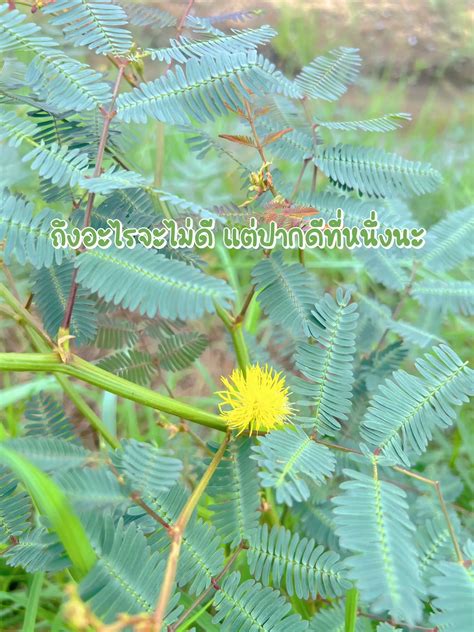 รวมคำคม แคปชั่นกวนๆ 😆😎 แกลเลอรีที่โพสต์โดย Font Kancha Lemon8