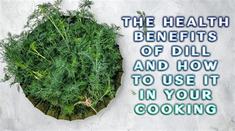 The Health Benefits Of Dill And How To Use It In Your Cooking Zaken Media