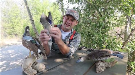 Dabblers Vs Divers Montana Wild Wildlife Education Youtube