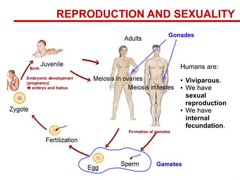 Human Reproductive Systems 1 Pdf