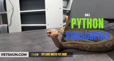 The Ultimate Guide To Creating A Bio Active Ball Python Enclosure PetShun