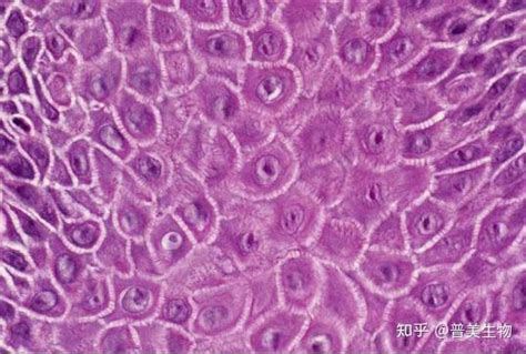 上皮细胞（epithelial Cell）小科普 知乎