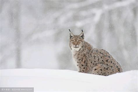 生灵之美欧亚猞猁篇 哔哩哔哩